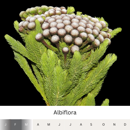 Products - Cape Mountain Flora