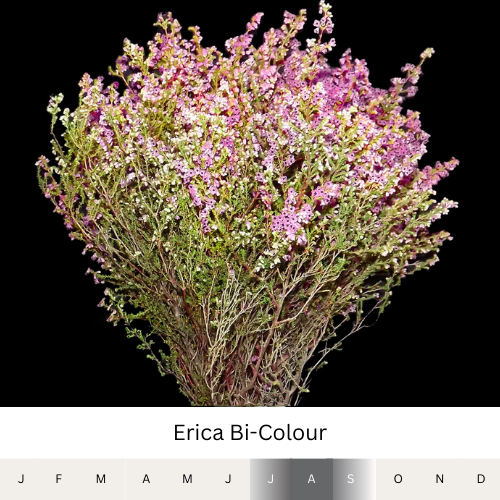 Products - Cape Mountain Flora