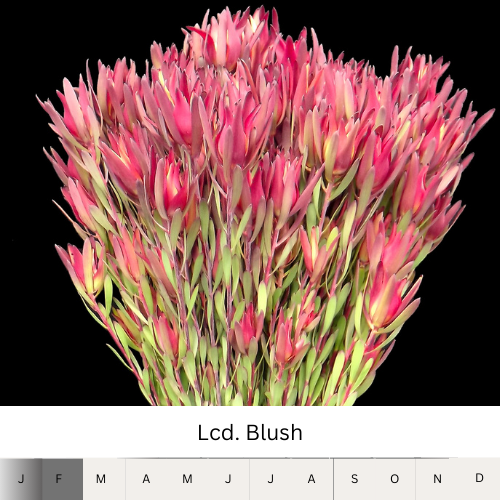 Products - Cape Mountain Flora