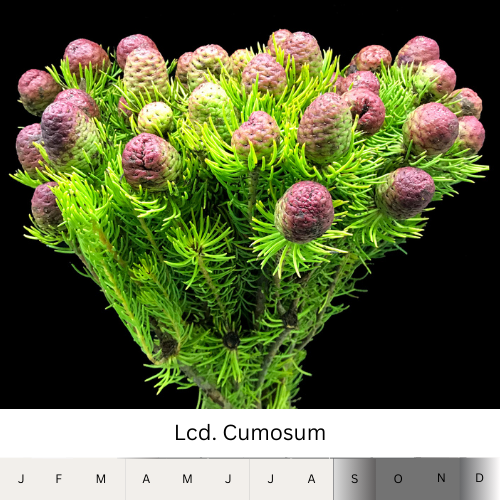 Products - Cape Mountain Flora