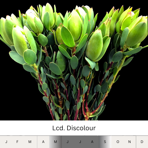 Products - Cape Mountain Flora