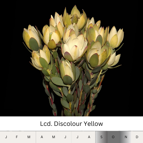 Products - Cape Mountain Flora