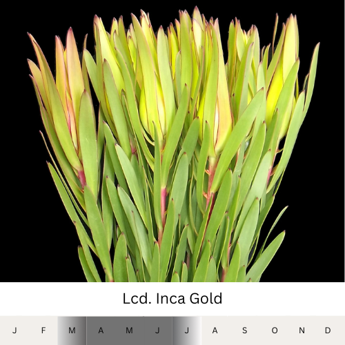 Products - Cape Mountain Flora