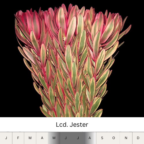 Products - Cape Mountain Flora