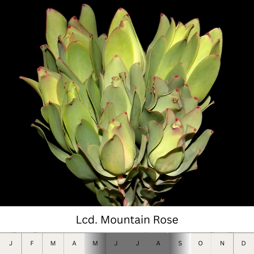 Products - Cape Mountain Flora