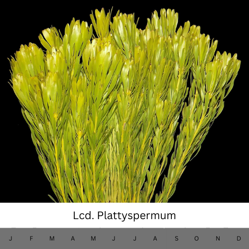 Products - Cape Mountain Flora