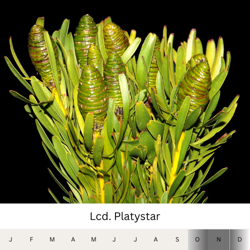 Products - Cape Mountain Flora