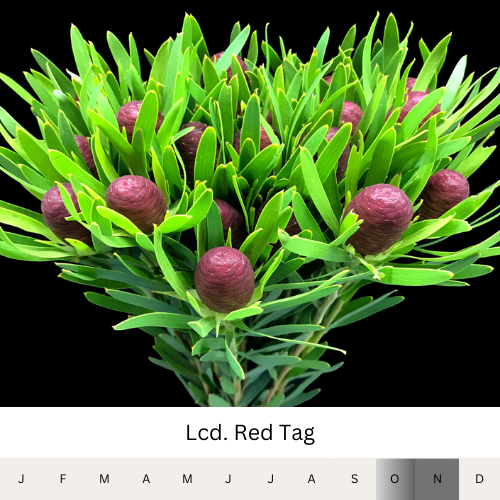 Products - Cape Mountain Flora