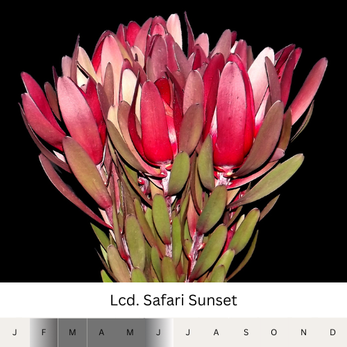 Products - Cape Mountain Flora