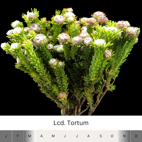 Products - Cape Mountain Flora