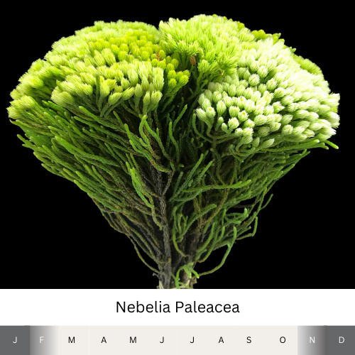 Products - Cape Mountain Flora