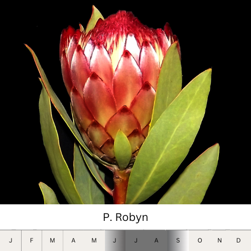 Products - Cape Mountain Flora