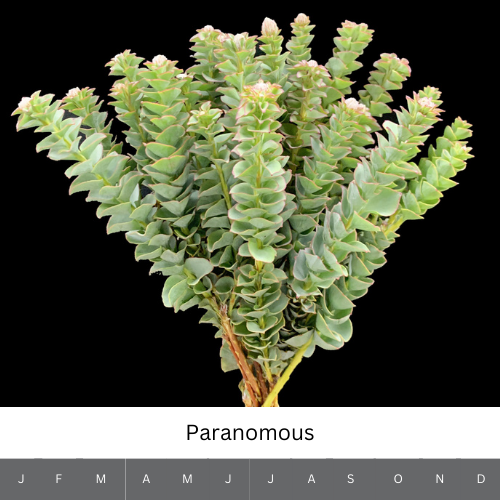 Products - Cape Mountain Flora