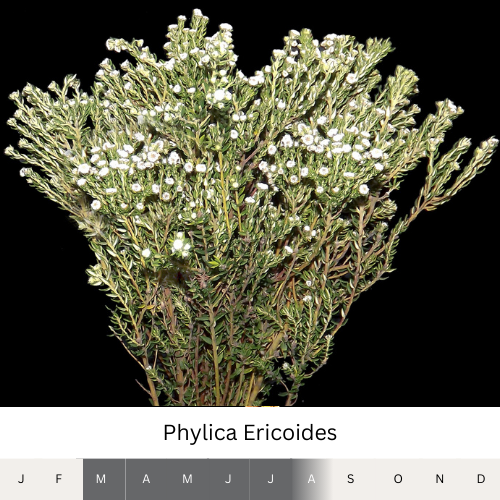 Products - Cape Mountain Flora