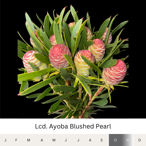 Products - Cape Mountain Flora