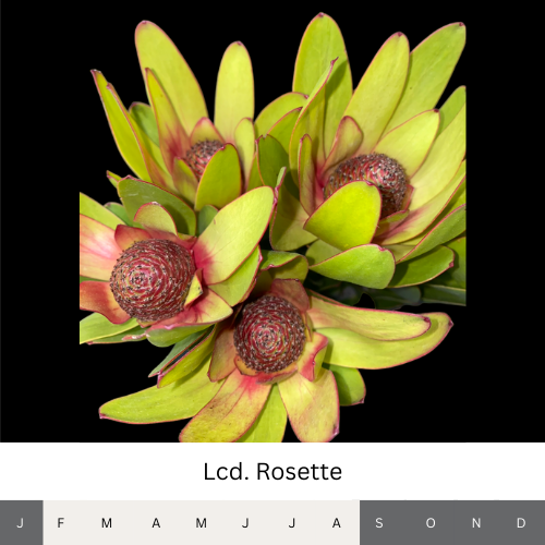 Products - Cape Mountain Flora