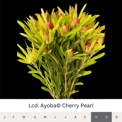 Products - Cape Mountain Flora