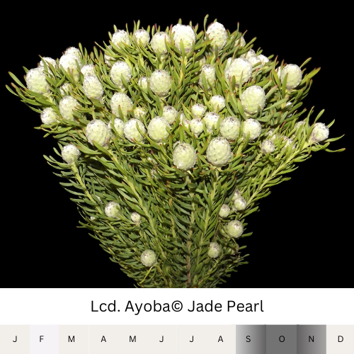 Products - Cape Mountain Flora